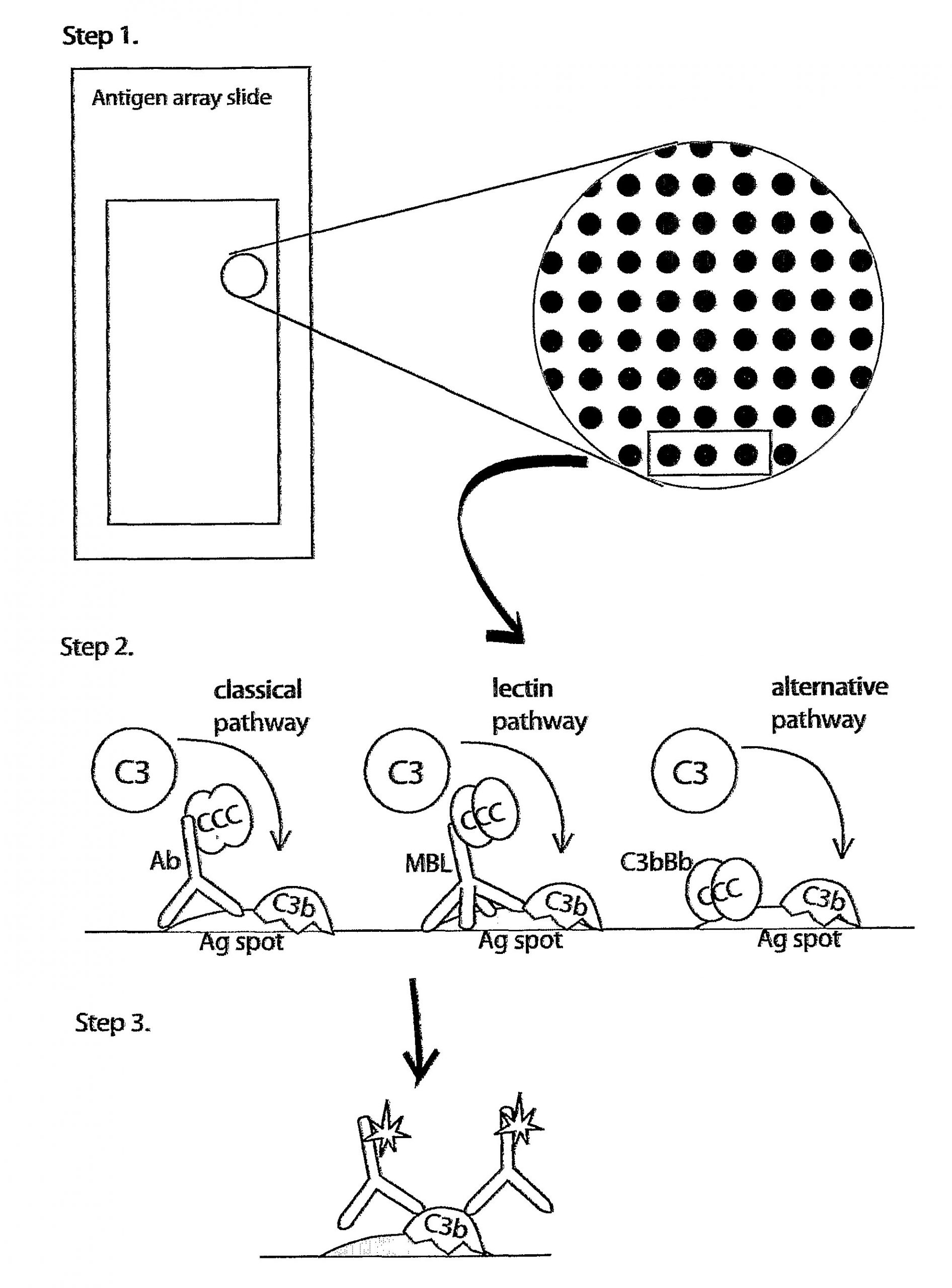 Measurement of complement activation products on antigen arrays - Danubia