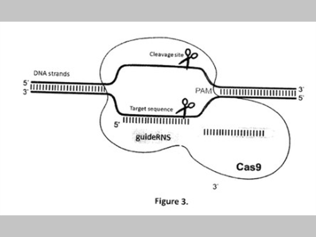 Method for DNA cloning without using in vitro enzymatic reaction, and ...